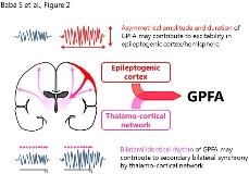 SYNERGY-BETWEEN-EPILEPTOGENIC-CORTEX-AND-THALAMUS-PROJECTING ...